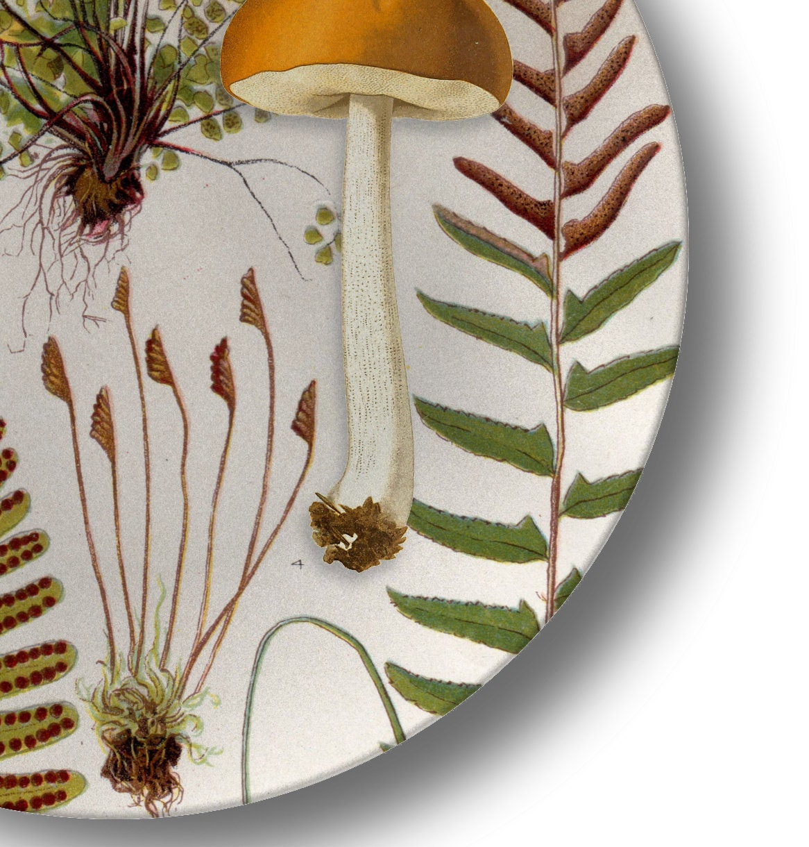 Mushroom & Fern Dinner Plate: Vintage Botanical Kitchen Dishware ...