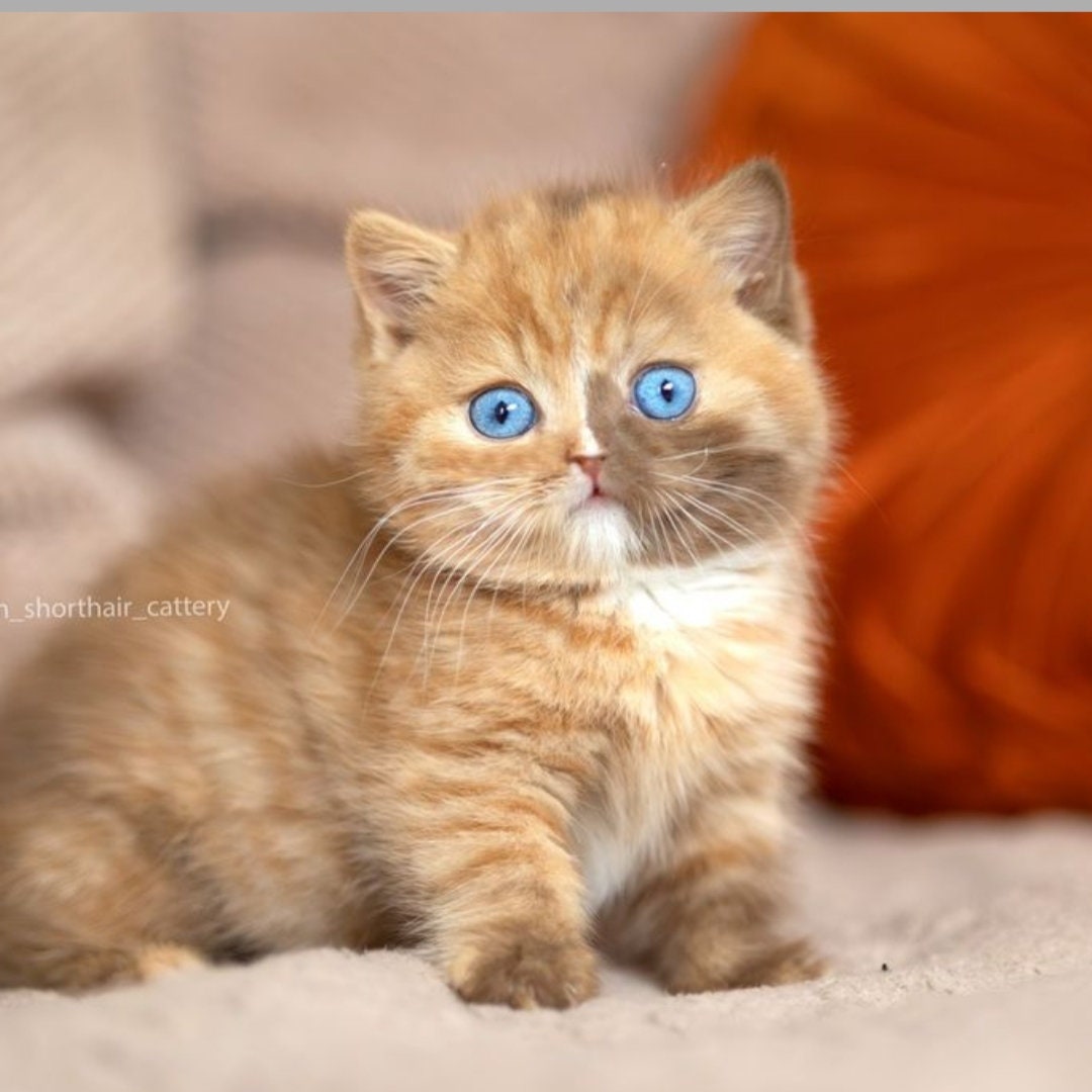 MTO Orange Kitten - Etsy