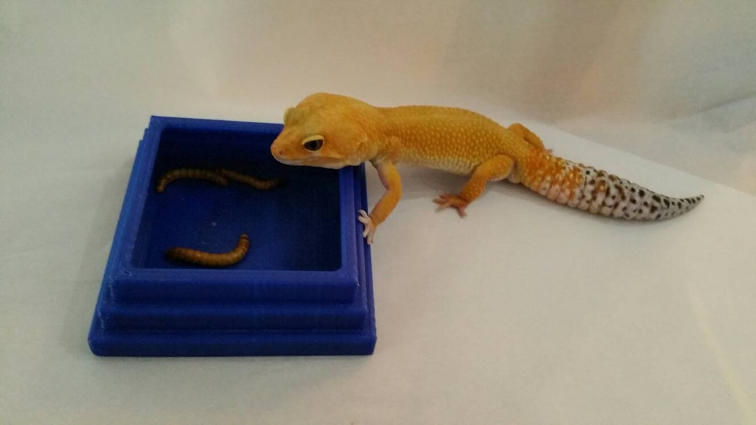 Reptile Step Pyramid No Escape Worm Bowls - Etsy