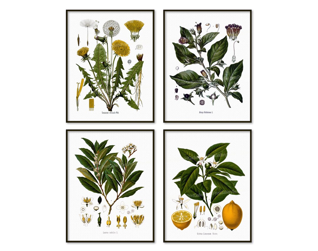 Printable Download Botanical Print Medicinal Plant Belladonna Antique ...