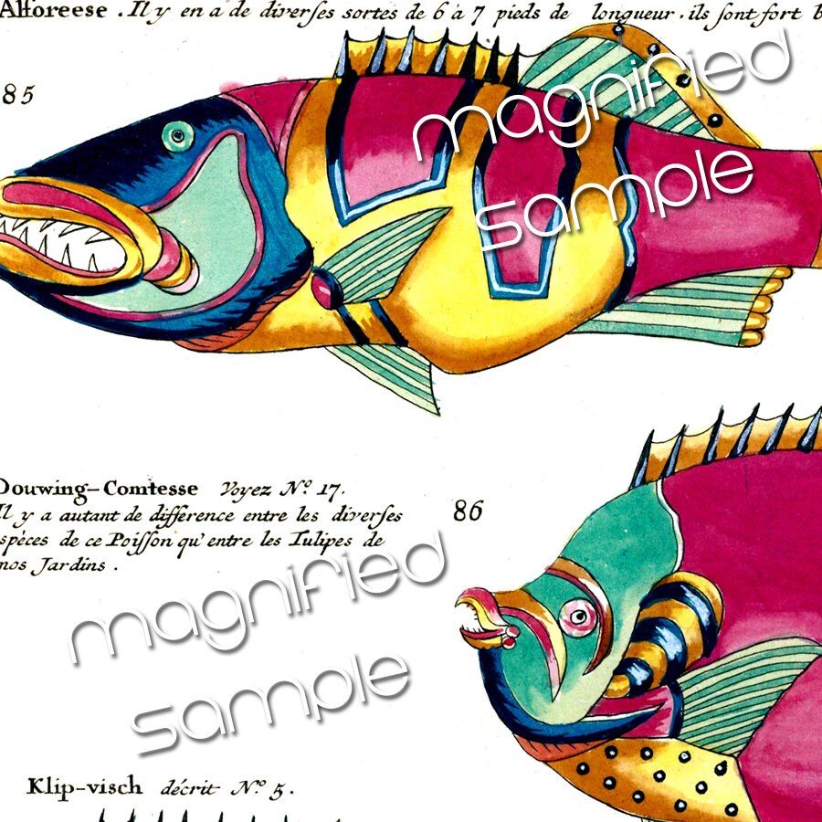 Exotic Tropical Fish Prints Digital Download Set of 4 Sea Zoology Louis ...