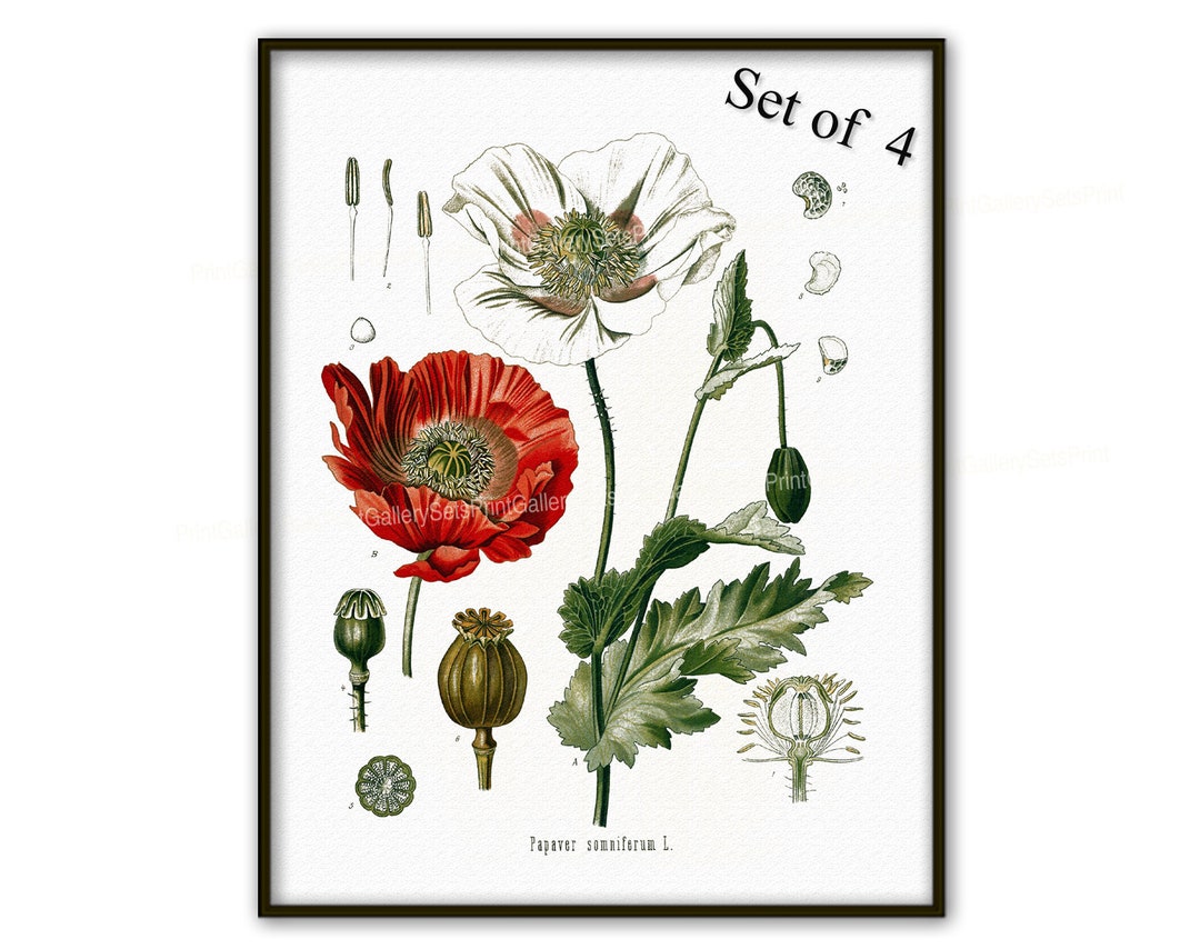 Antique Botanical Print Set: Opium Poppy, Hop, Medicinal Plant (digital ...