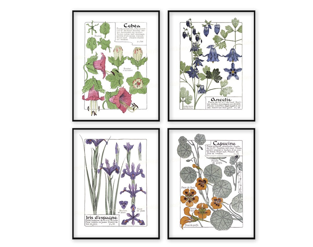 Art Nouveau Flower Prints Botanic Illustration Color Book Plate French ...