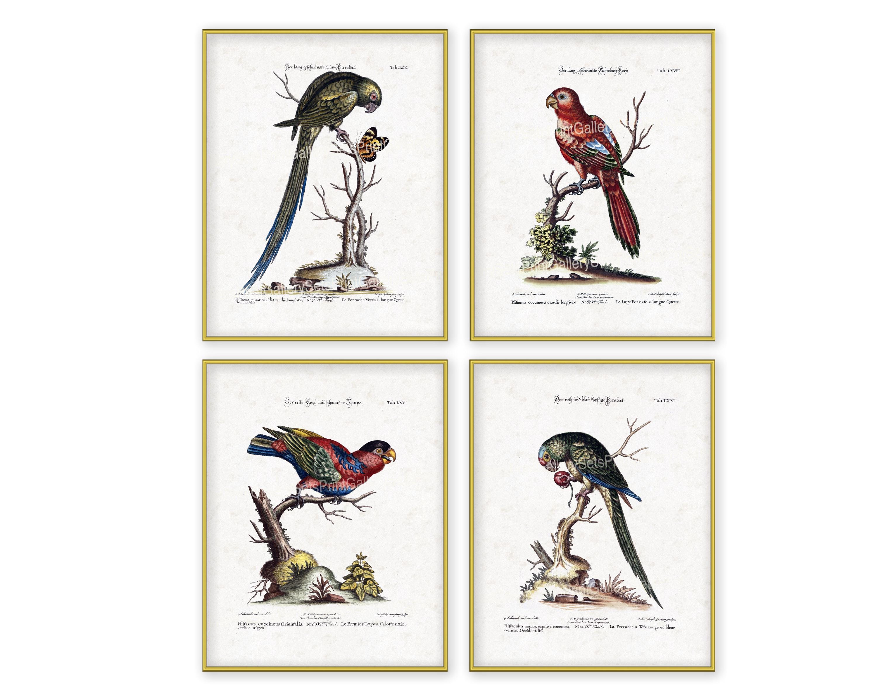 Parrots of the Americas Printables Mark Catseby Engravings ...