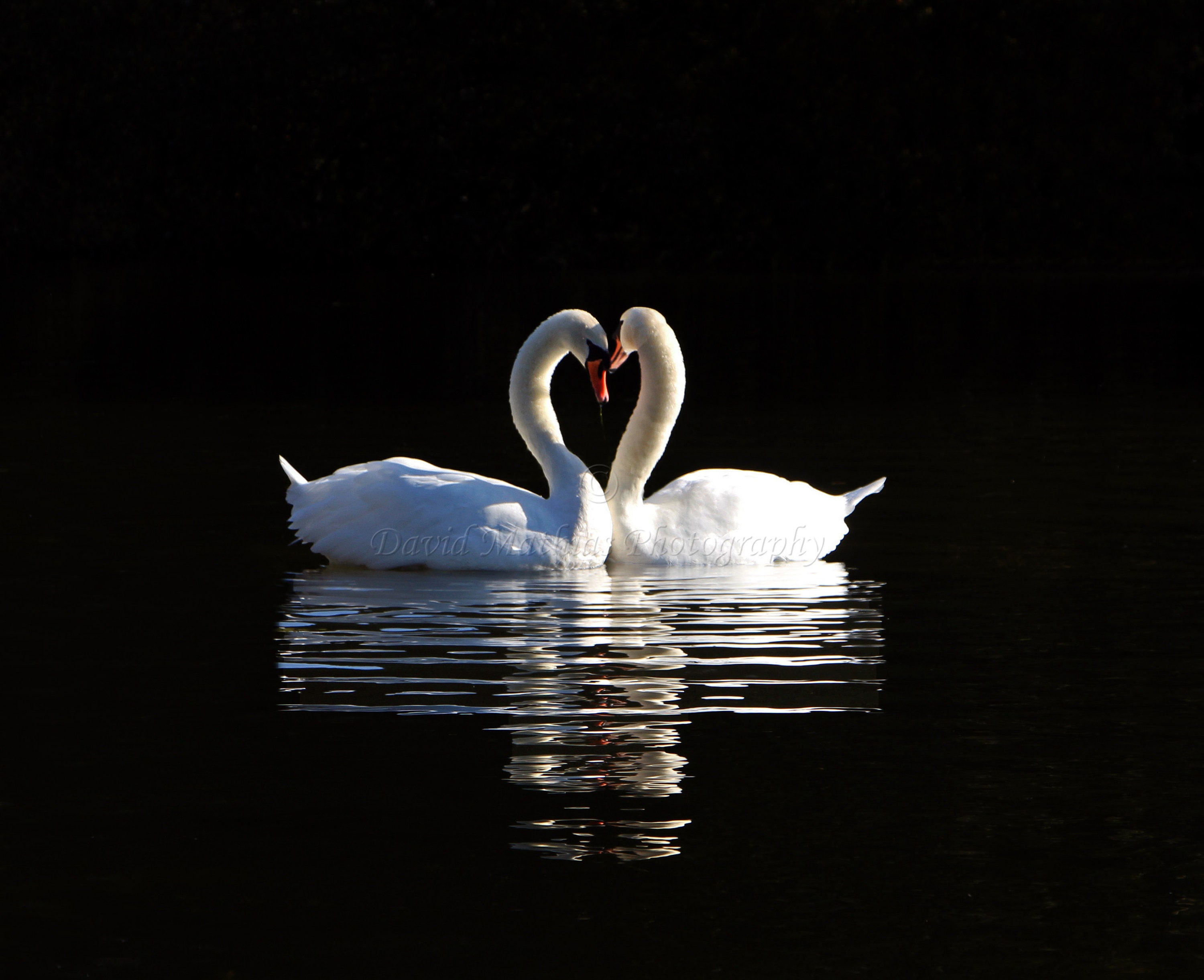 Two Swans Reflection Black and White Wildlife Birds Heart Shape Mounted ...