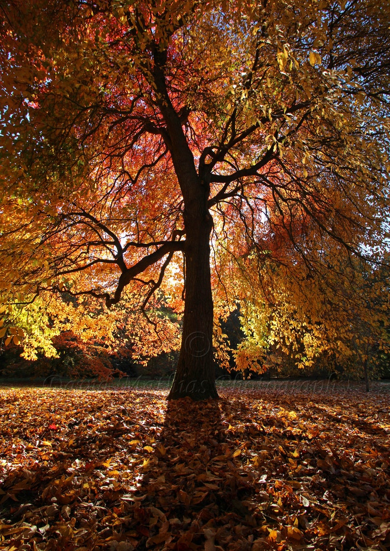 Sheffield Park Autumn Tree Shadow Colourful Vivid Mounted Photo Print ...