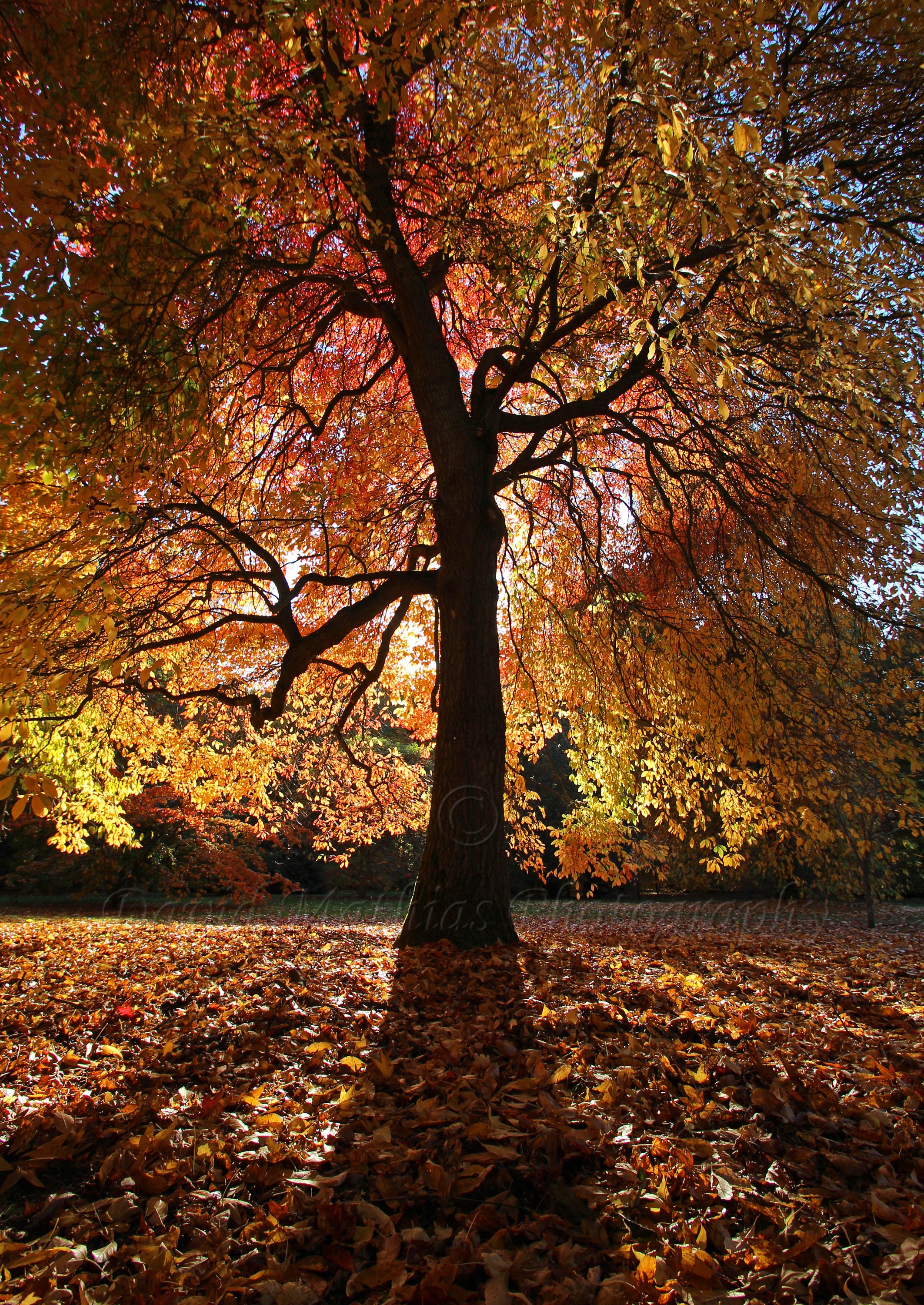 Sheffield Park Autumn Tree Shadow Colourful Vivid Mounted Photo Print ...