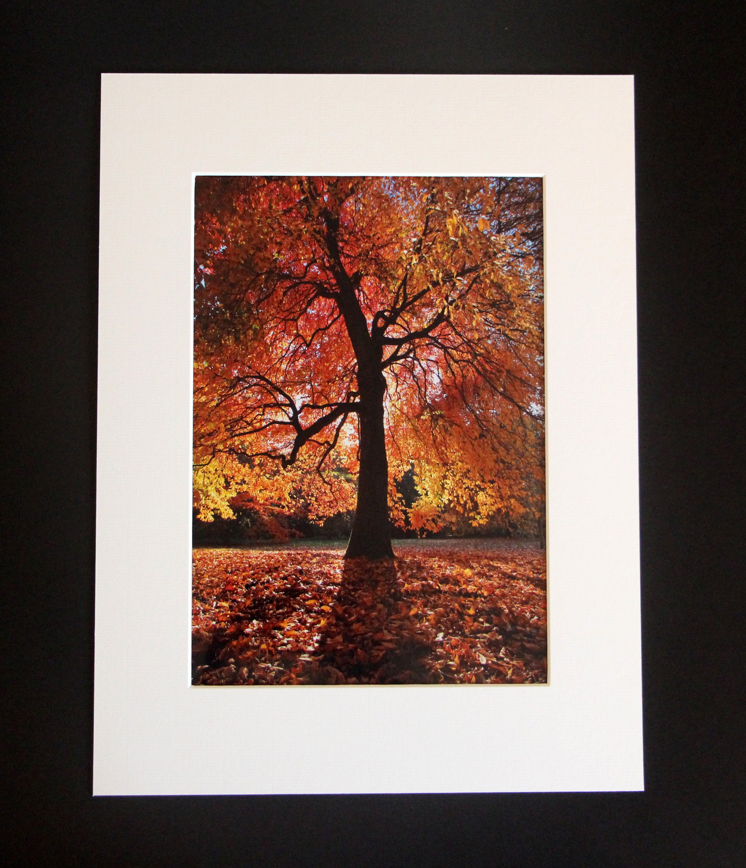 Sheffield Park Autumn Tree Shadow Colourful Vivid Mounted Photo Print ...