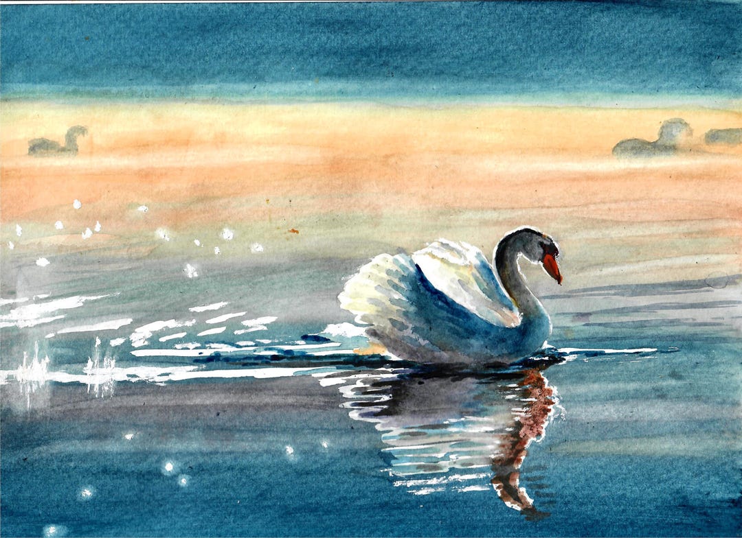 White Swan Swimming at Dusk, Watercolor Print, Signed Sunset Bird ...