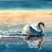 Beautiful Swans on Galveston Island, Texas Wall Decor, Texas Coast Art ...