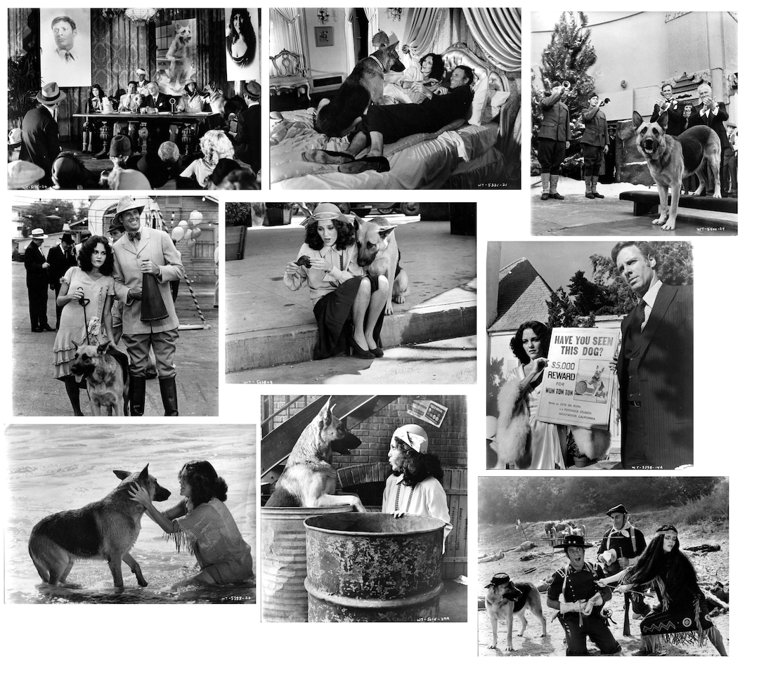Won Ton Ton, the Dog Who Saved Hollywood Black and White Photograph ...