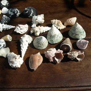 Large Lot of Sea Shells in a Clear Glass Canister – Conch, Whelk ...