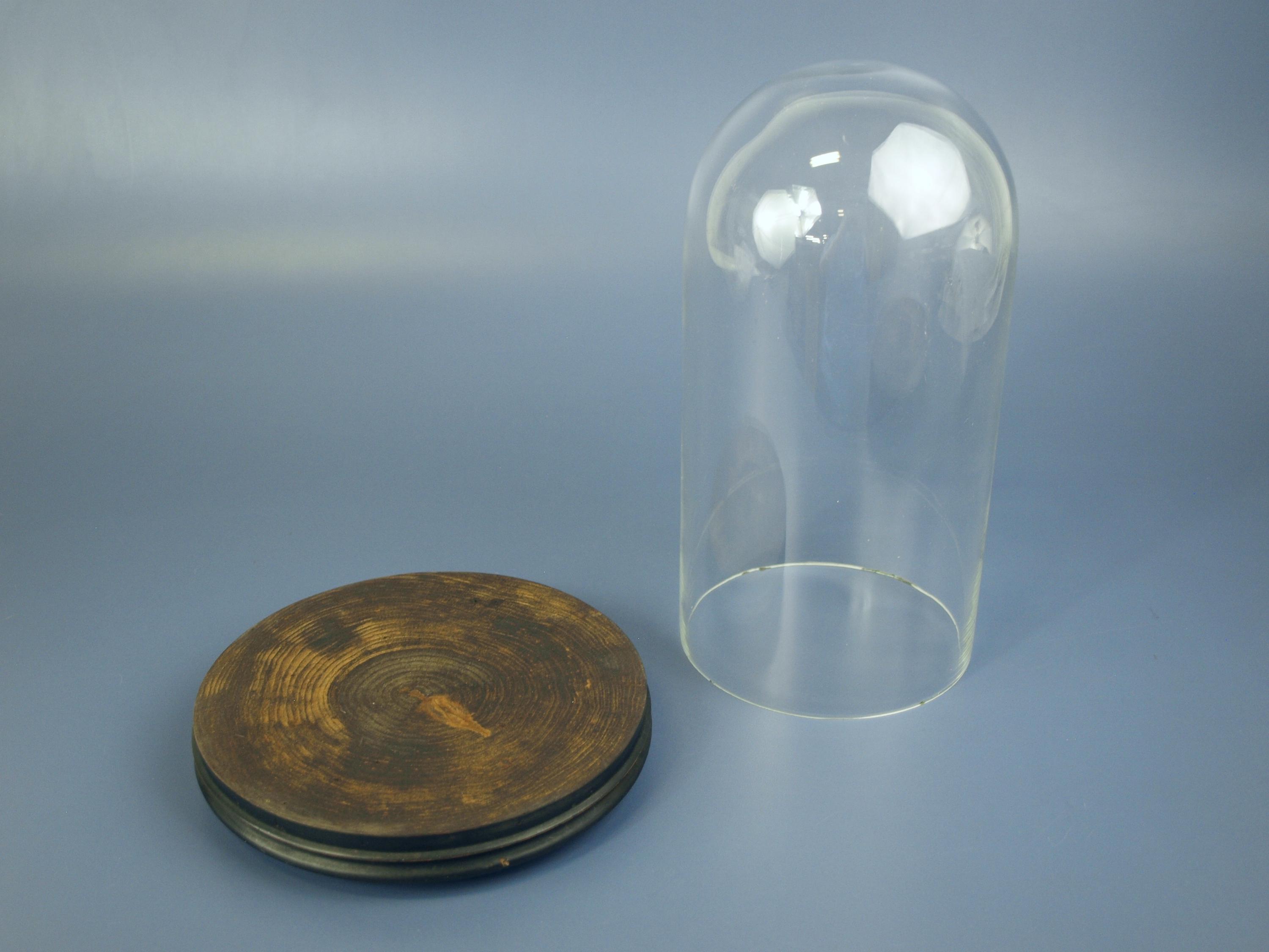 Tall Glass Cloche Dome Display With Natural Wood Slice Platform Base ...