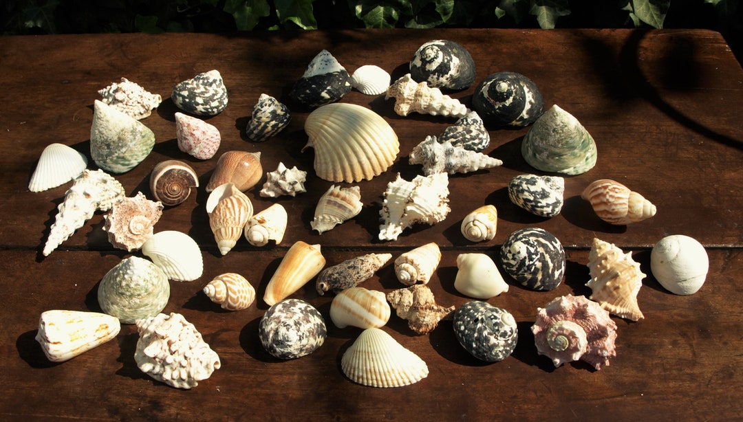 Large Lot of Sea Shells in a Clear Glass Canister – Conch, Whelk ...