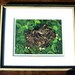 Limited Edition Framed Wildlife Art Print by Susan Bankey Yoder 1989 ...