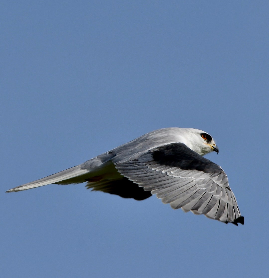 White Tailed Kite in Flight - Etsy