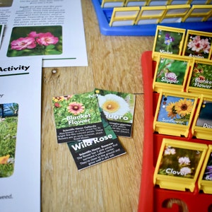 Guess Who Wildflower Edition, Wildflowers Game, Flower Printable ...