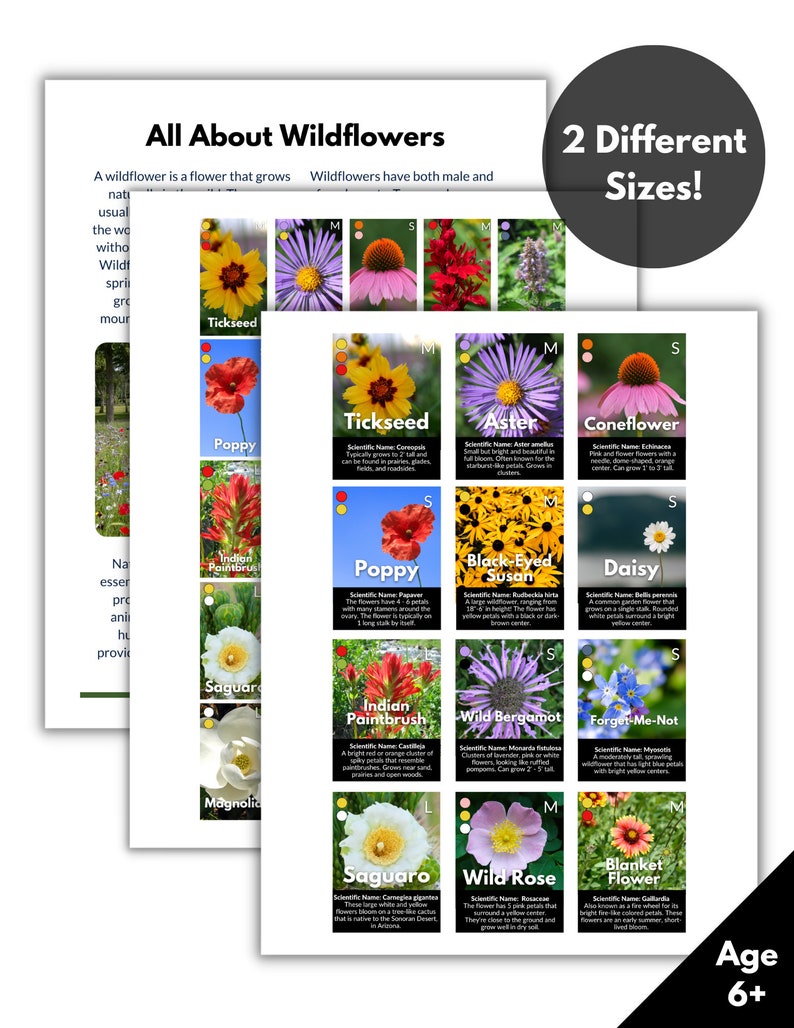 Guess Who Wildflower Edition, Wildflowers Game, Flower Printable ...