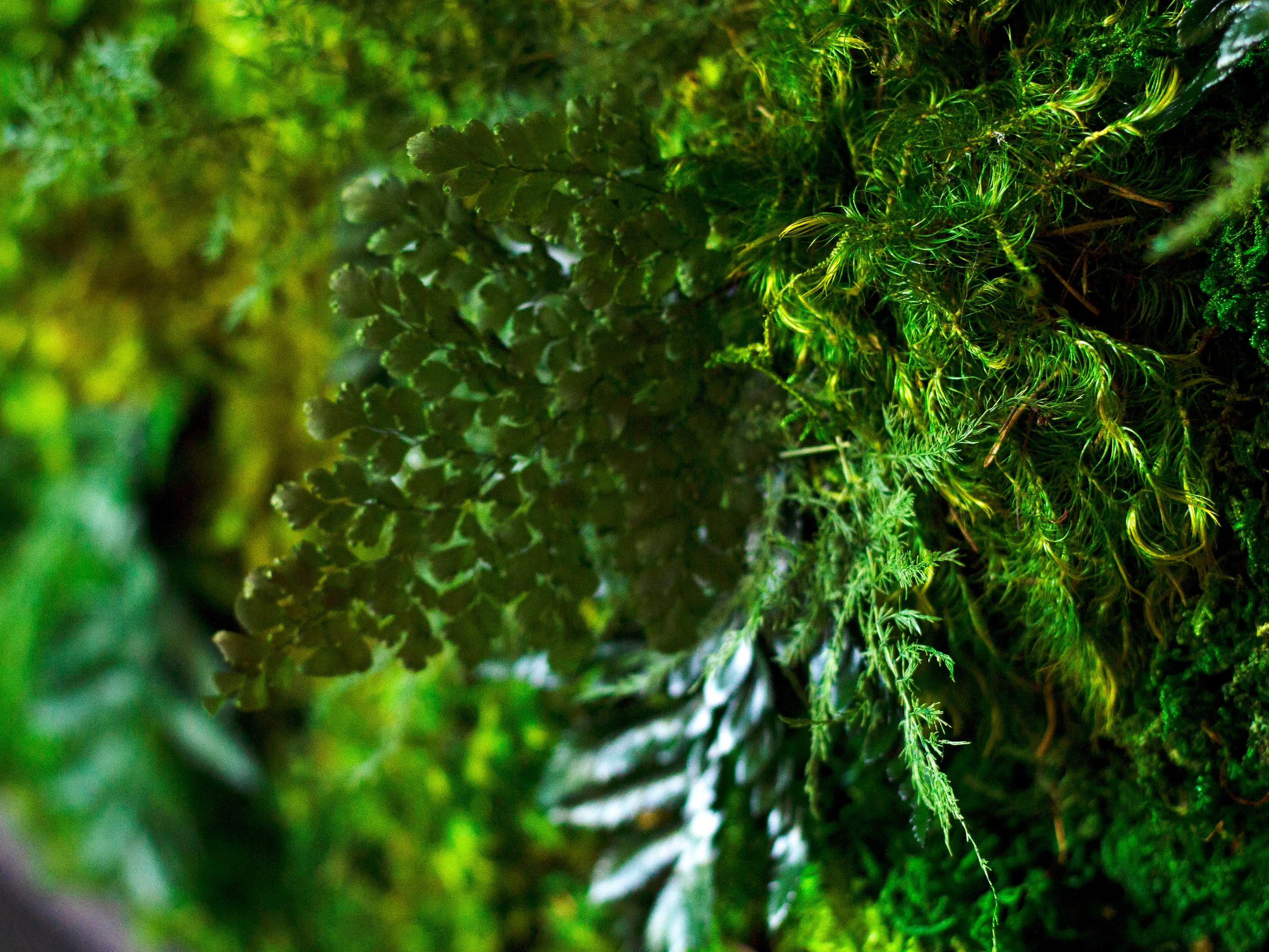 Preserved Moss Art Framed Real Moss Decor Living Moss Wall - Etsy Canada