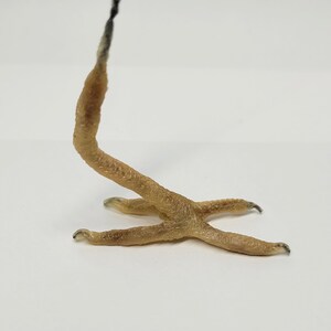 Two Pairs Budgie Feet,bird Feet,realistic Feet for Craft - Etsy