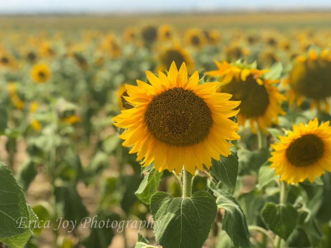 Denver Sunflower Photo: Colorado Field, Cheerful Kitchen Art - Etsy