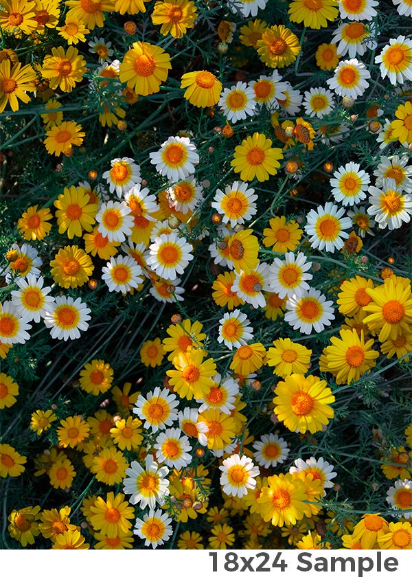 Wild Daisy Wrapping Paper Roll; Flower Wrapping Paper; Wedding Gift ...