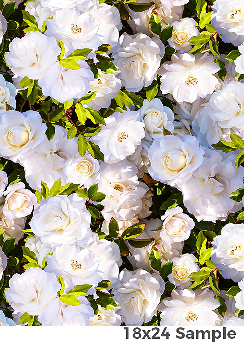 Rose Wrapping Paper White Rose Wrapping Paper Rose Wedding | Etsy