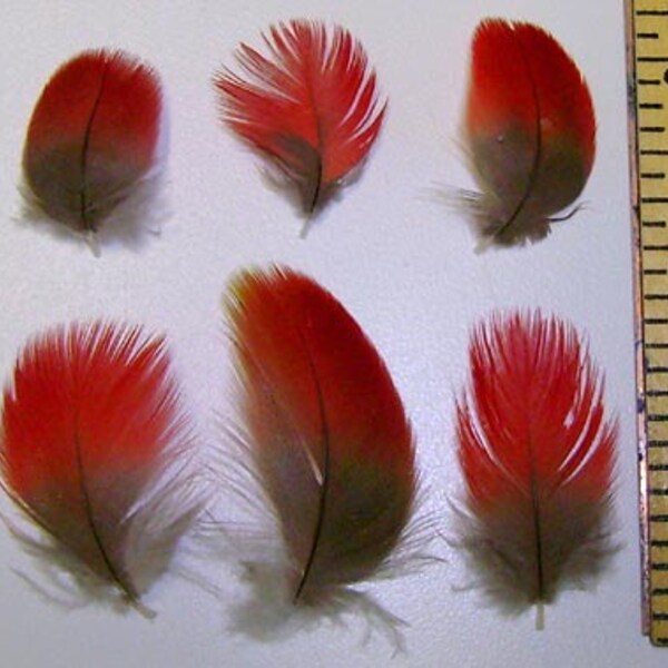 Red Feathers - Etsy