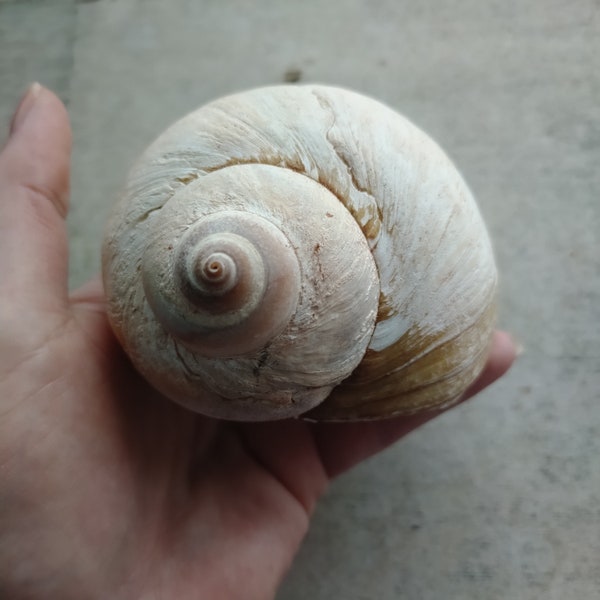 Moon Snail Shell - Etsy