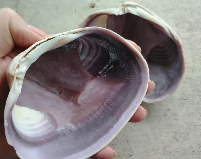 Quahog Shells Wampum Purple Sea Shells Bulk Seashells Set of 2 Extra ...