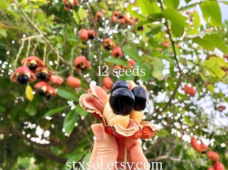 Seeds- Ackee - Achee, Akee, Ackee Apple or Ayee Organic Seed -caribbean ...