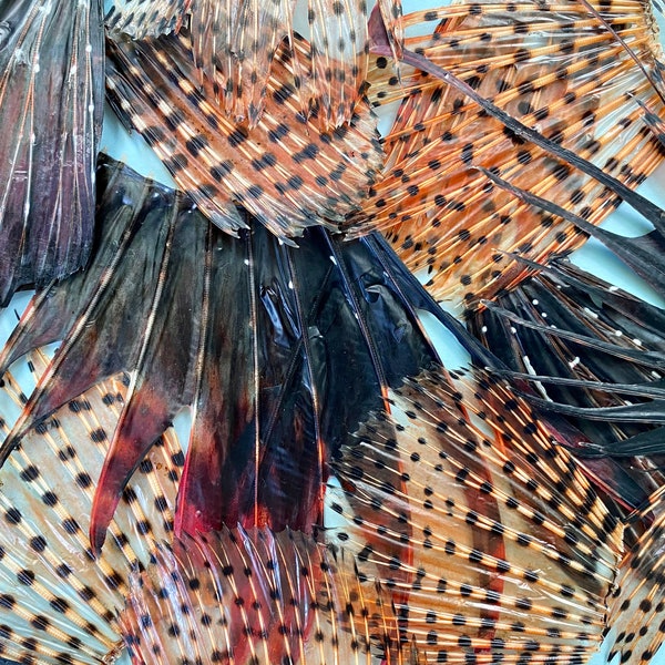 Lionfish - Etsy