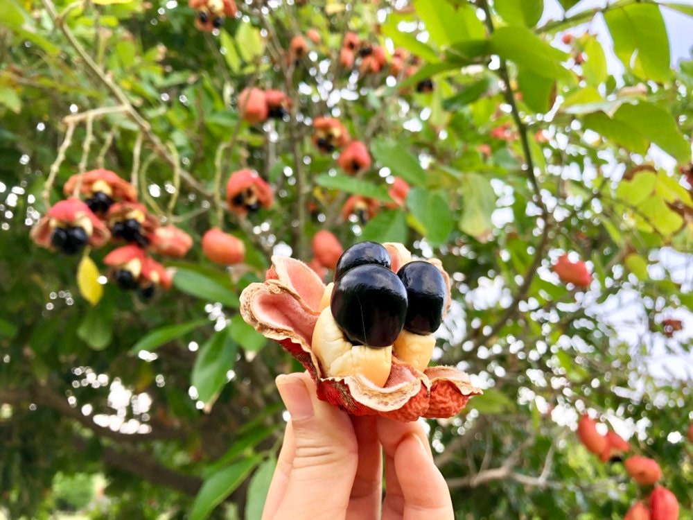 Seeds- Ackee - Achee, Akee, Ackee Apple or Ayee Organic Seed -caribbean ...