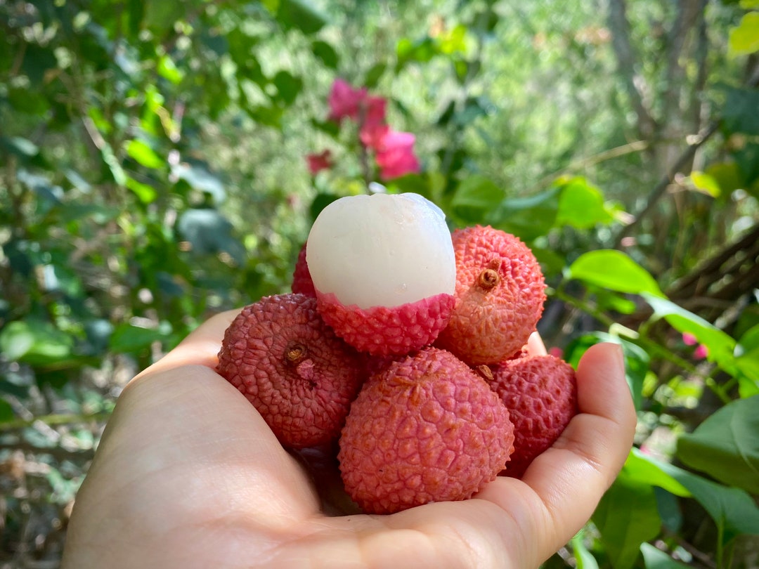 Lychee Seeds Sweet Organic Variety Lychees Seed - Etsy