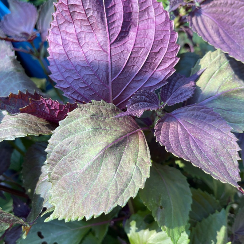 Perilla Frutescens Purple/green Leaf - Etsy