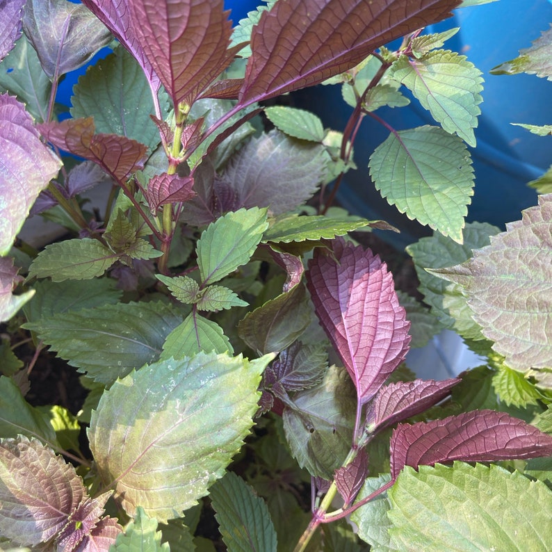Perilla Frutescens Purple/green Leaf - Etsy
