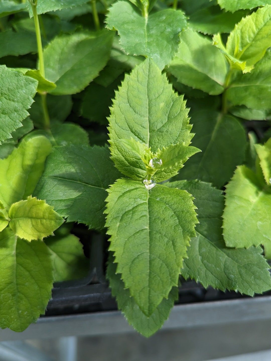 Pre-order Lemon Balm Starter melissa Officinalis Homegrown Calm ...