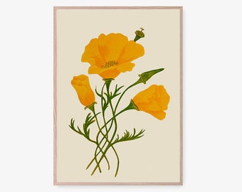 California Poppy Illustration / Printable / Art / Digital - Etsy