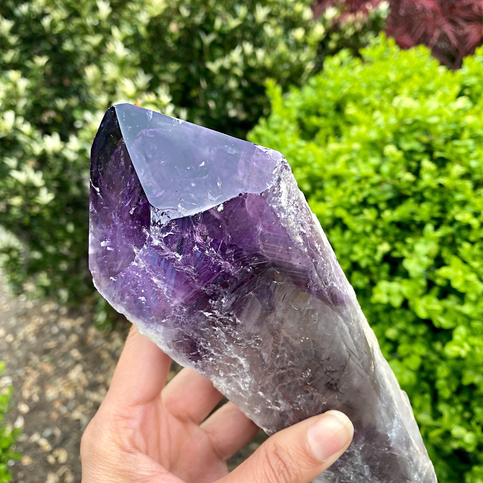 Large Raw Amethyst Root (Royal Amethyst/Dragon Tooth)