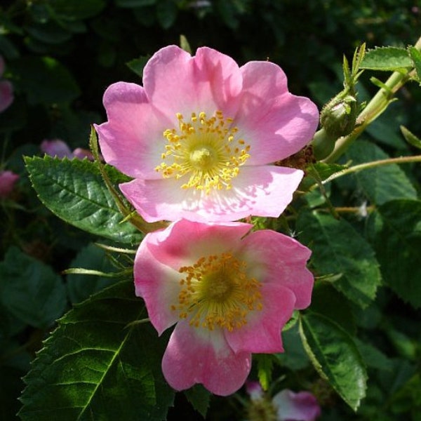 Rose Hip - Etsy