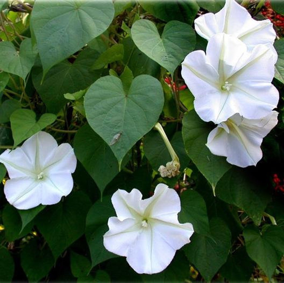 Tropical White Morning Glory - Etsy