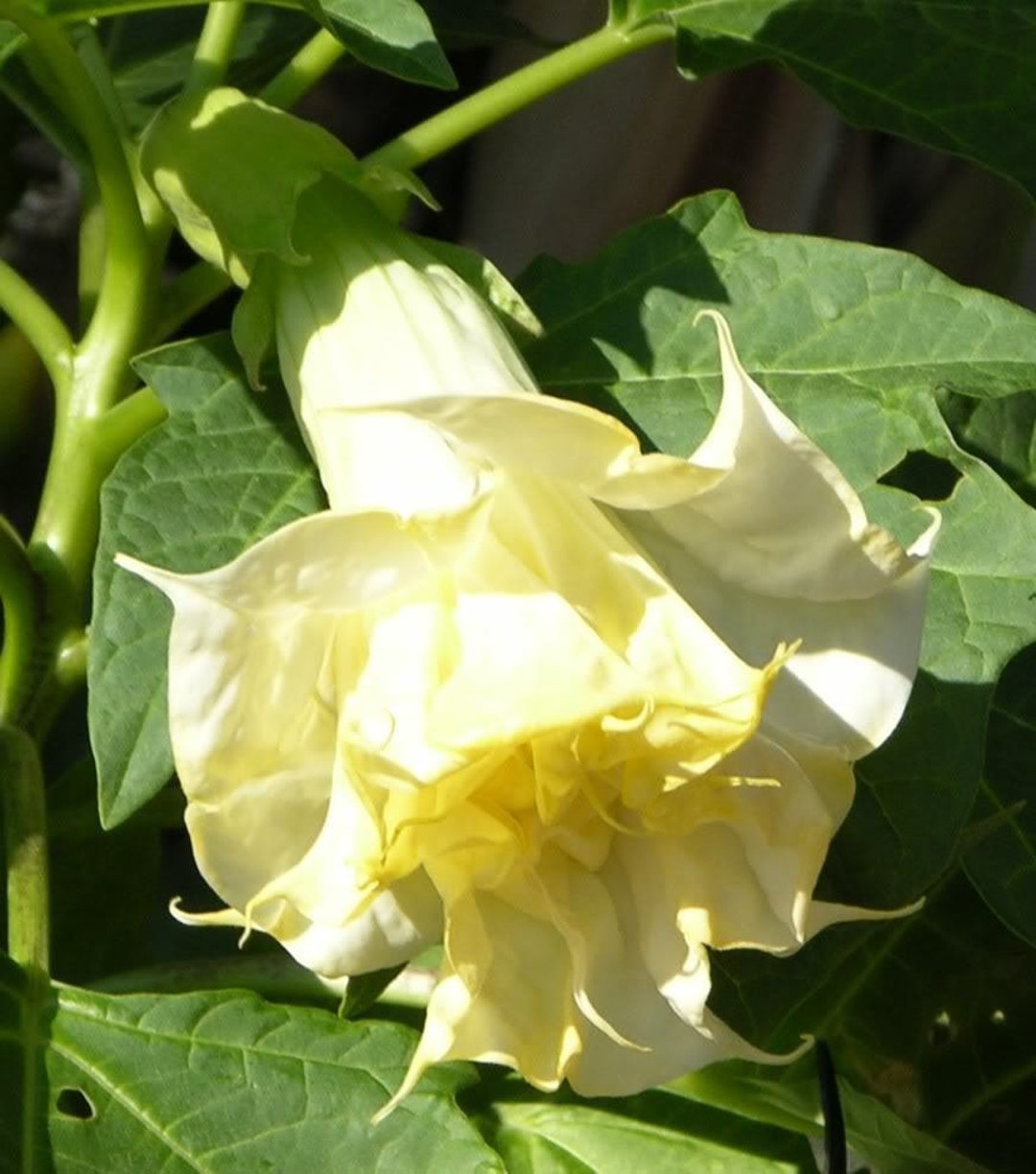 Double Yellow Datura - Moon Flower - Etsy
