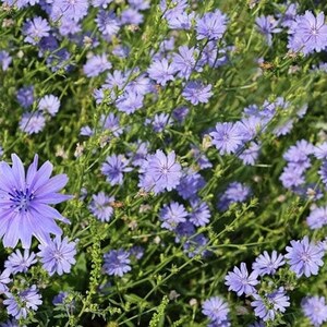 Italian Dandelion Seed Packet - Etsy