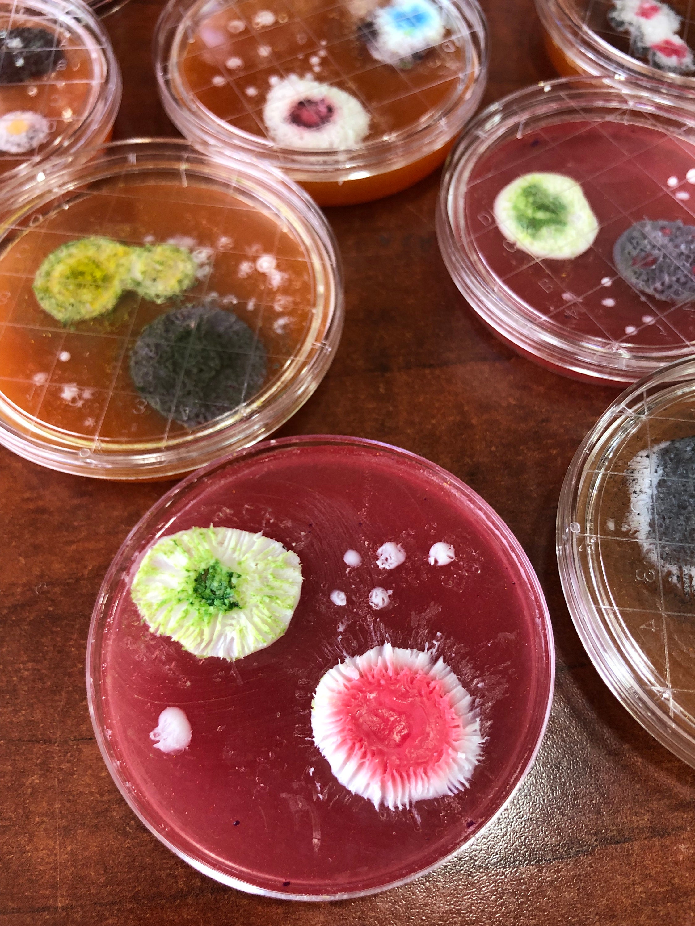 10 SMALL PETRI SOAP, Petri Dish, Culture Soap, Science Soaps, Biology ...