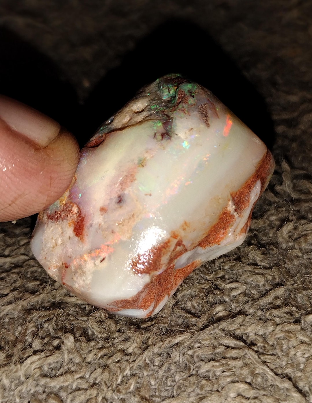 Australian Coober Pedy Rough Opalized Shell Opal Fossil, CP Shell-0211 ...