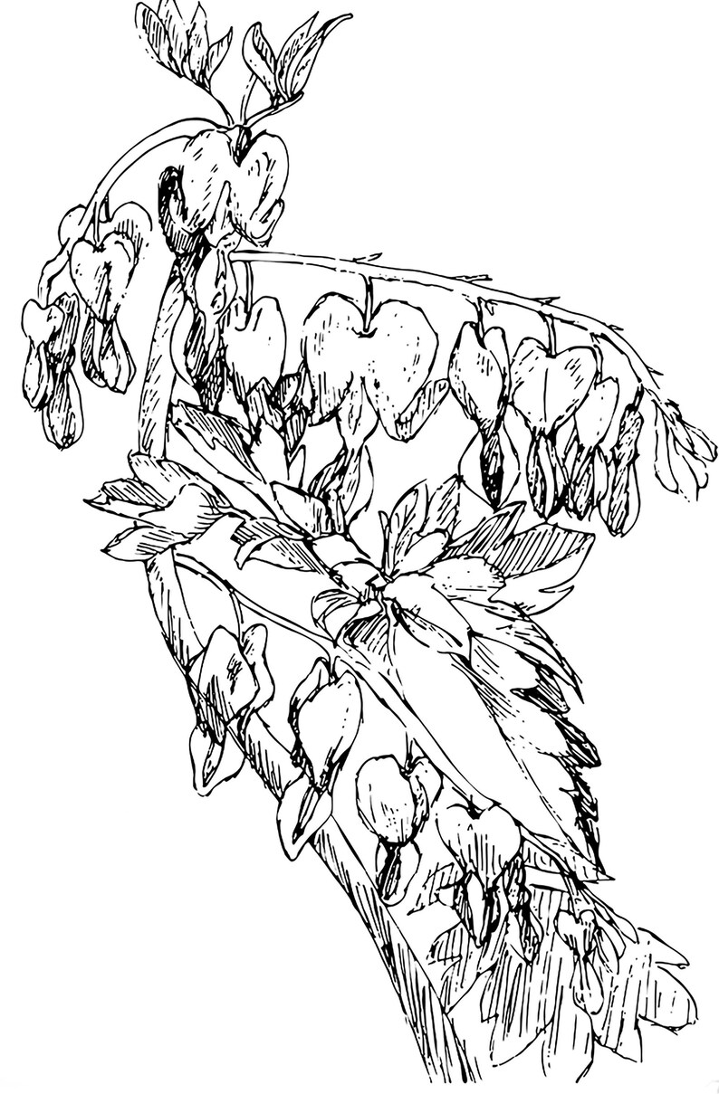 Bleeding Hearts Coloring Page - Etsy