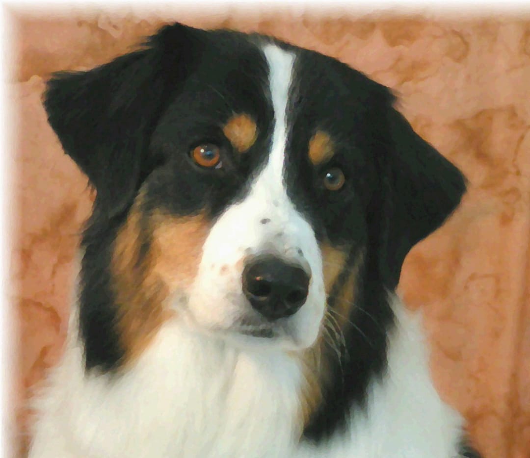 Australian Shepherd Tri- Color #1 Note Cards - Etsy