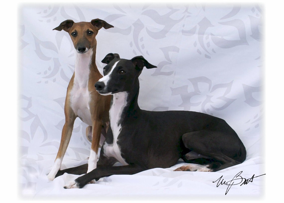 Italian Greyhound #2 Note Cards - Etsy