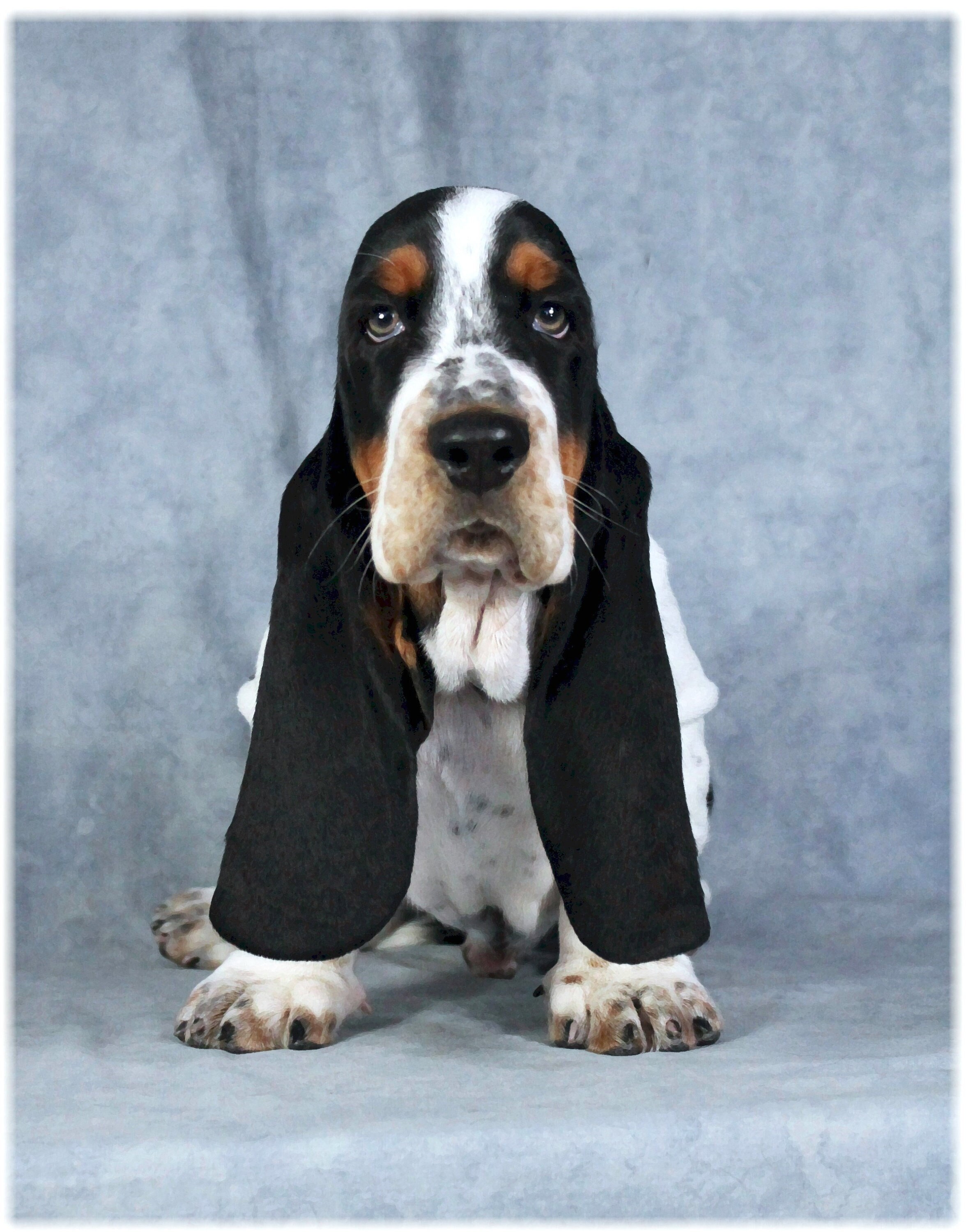 Gray Basset Hound
