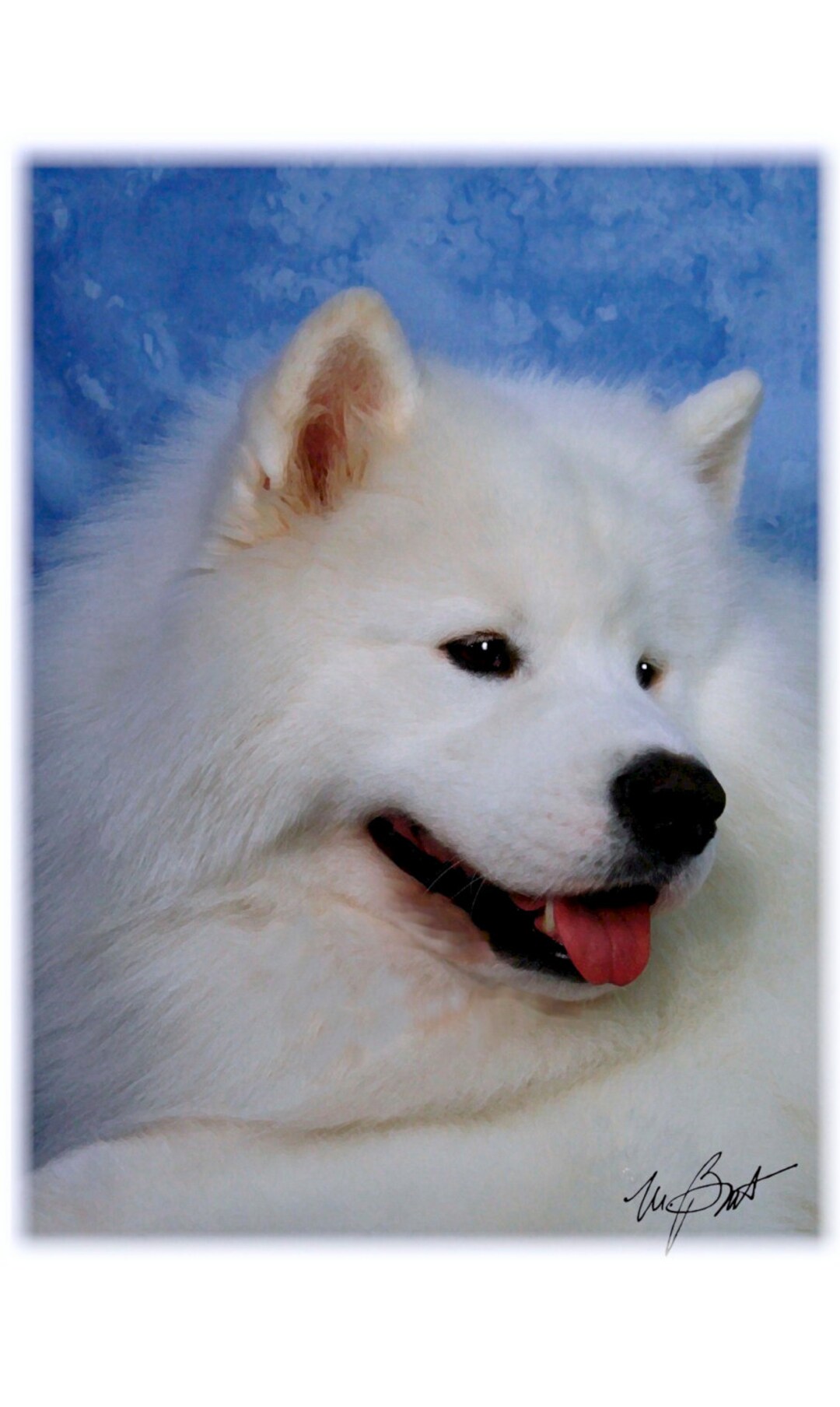Samoyed #3 Note Cards - Etsy